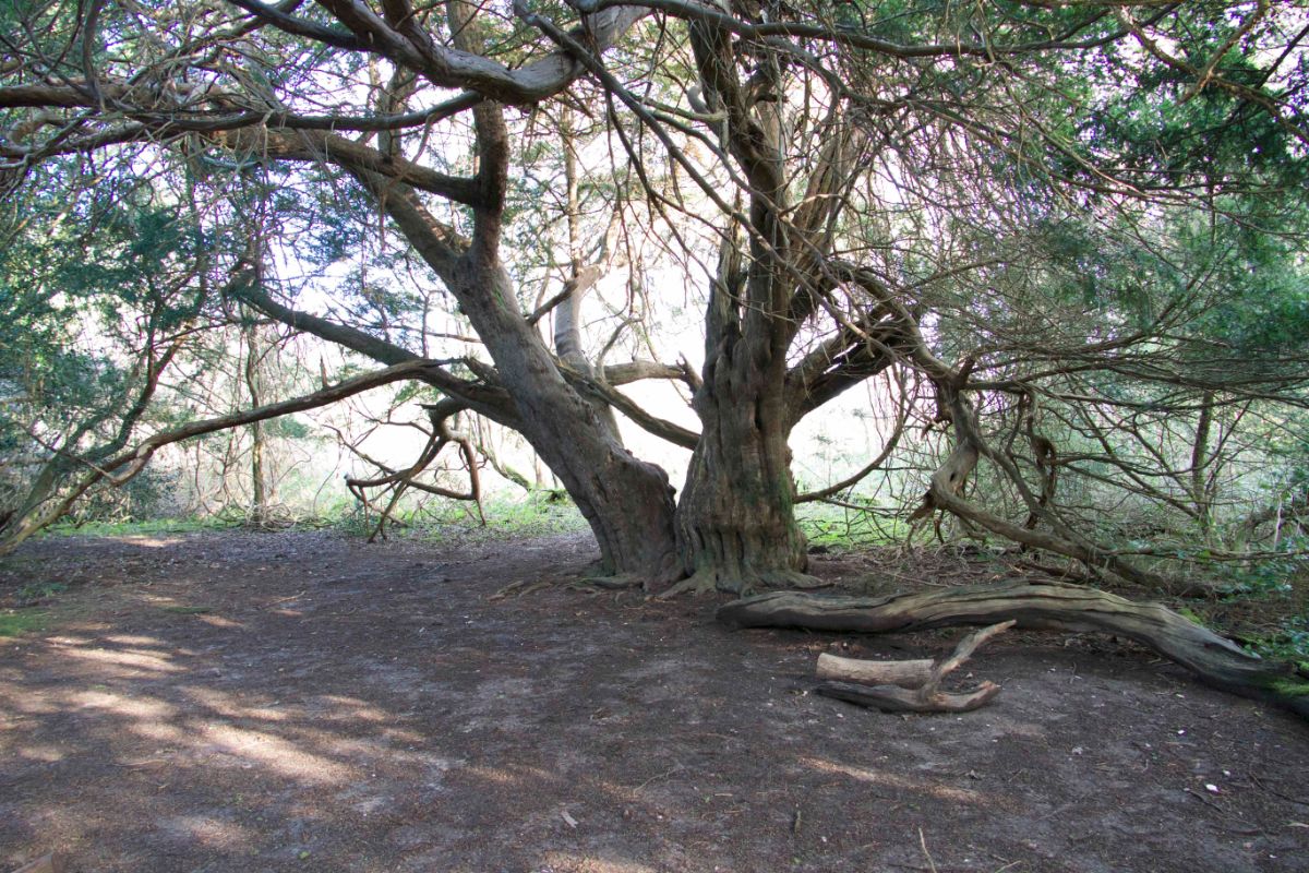 Traditional Bow Making L4 | Woodcraft School