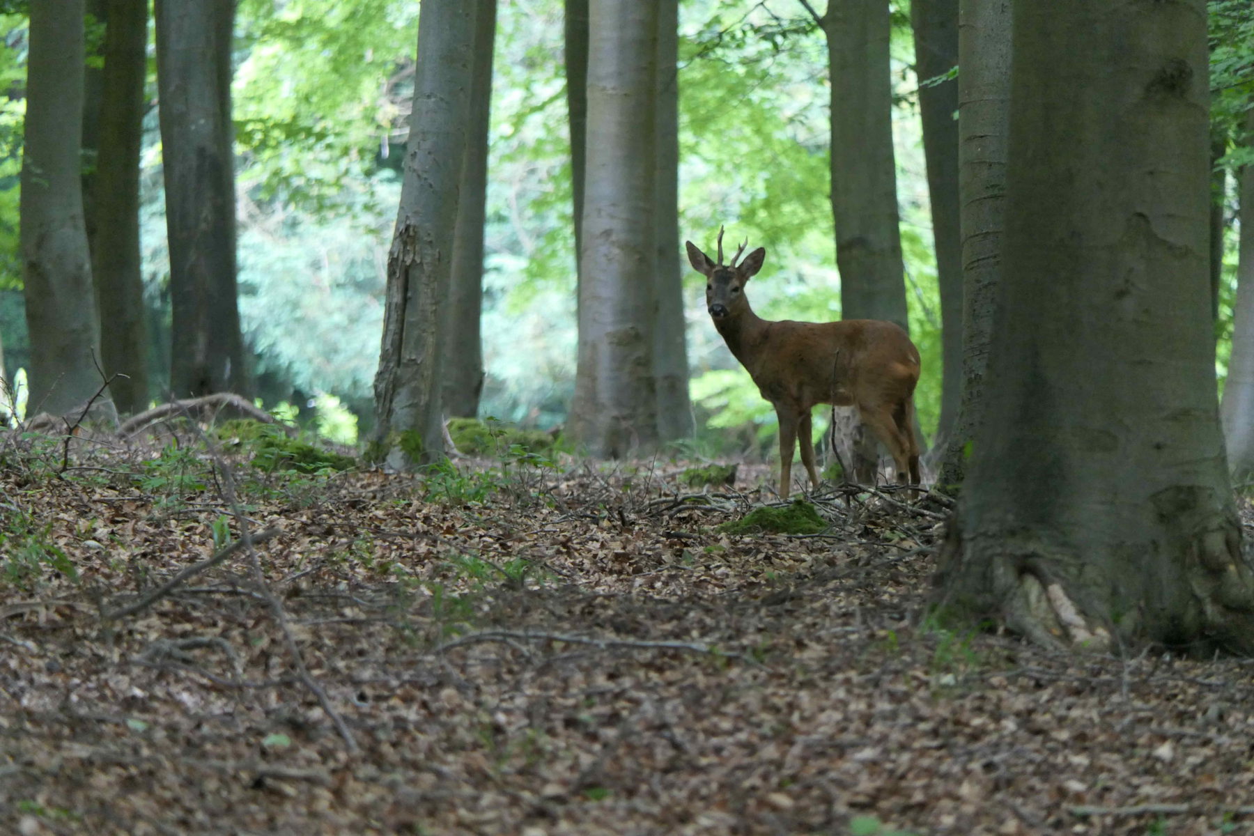 Tracking & Trailing Workshops | Woodcraft School