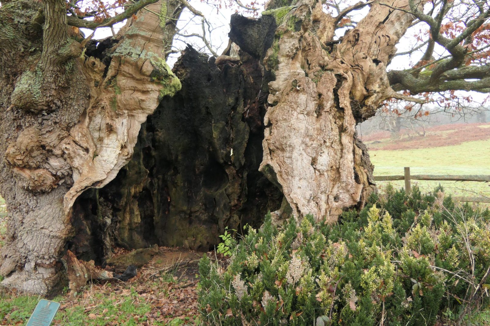 Ancient Sentinels | Woodcraft School