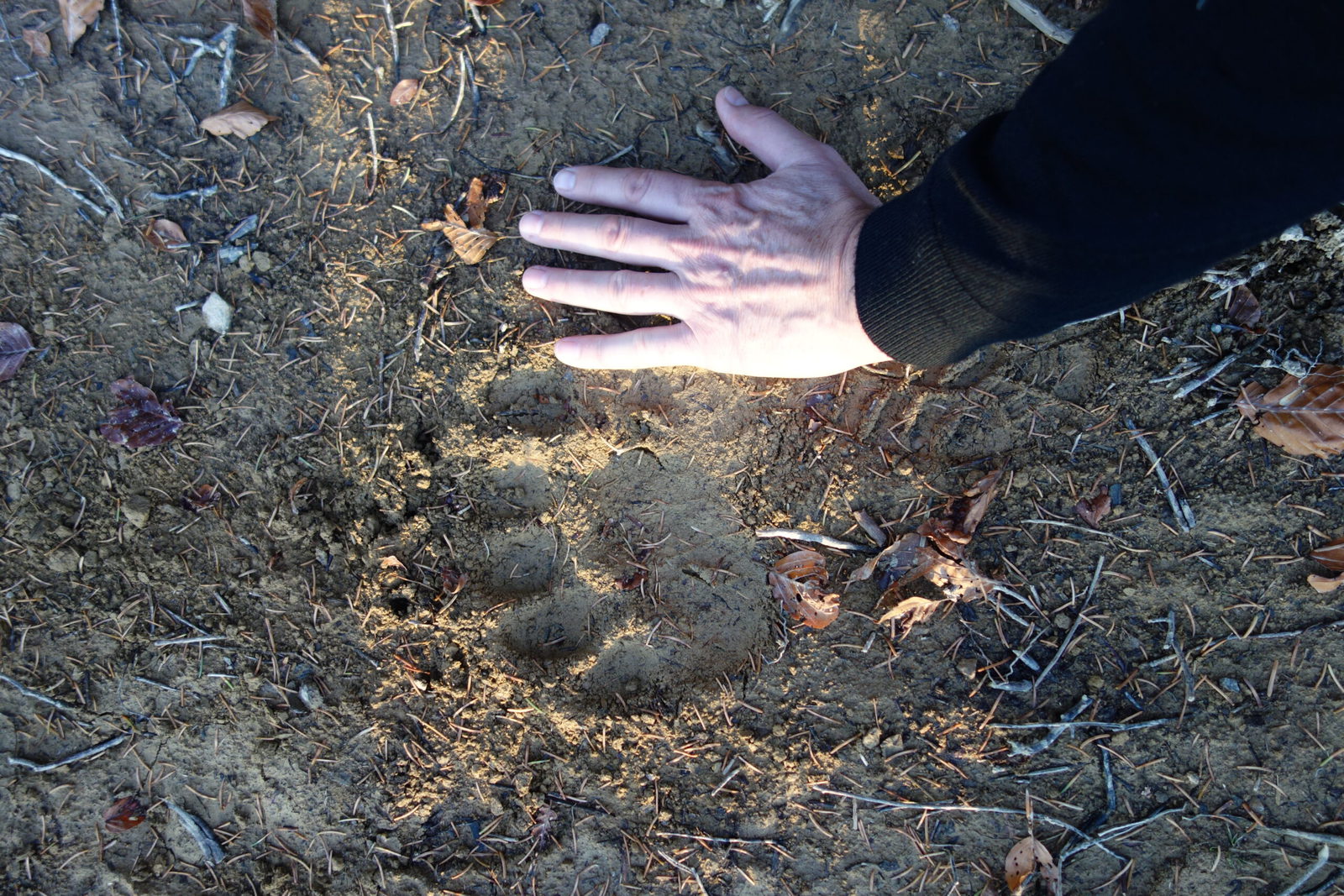 Wildlife & Tracking Courses | Woodcraft School