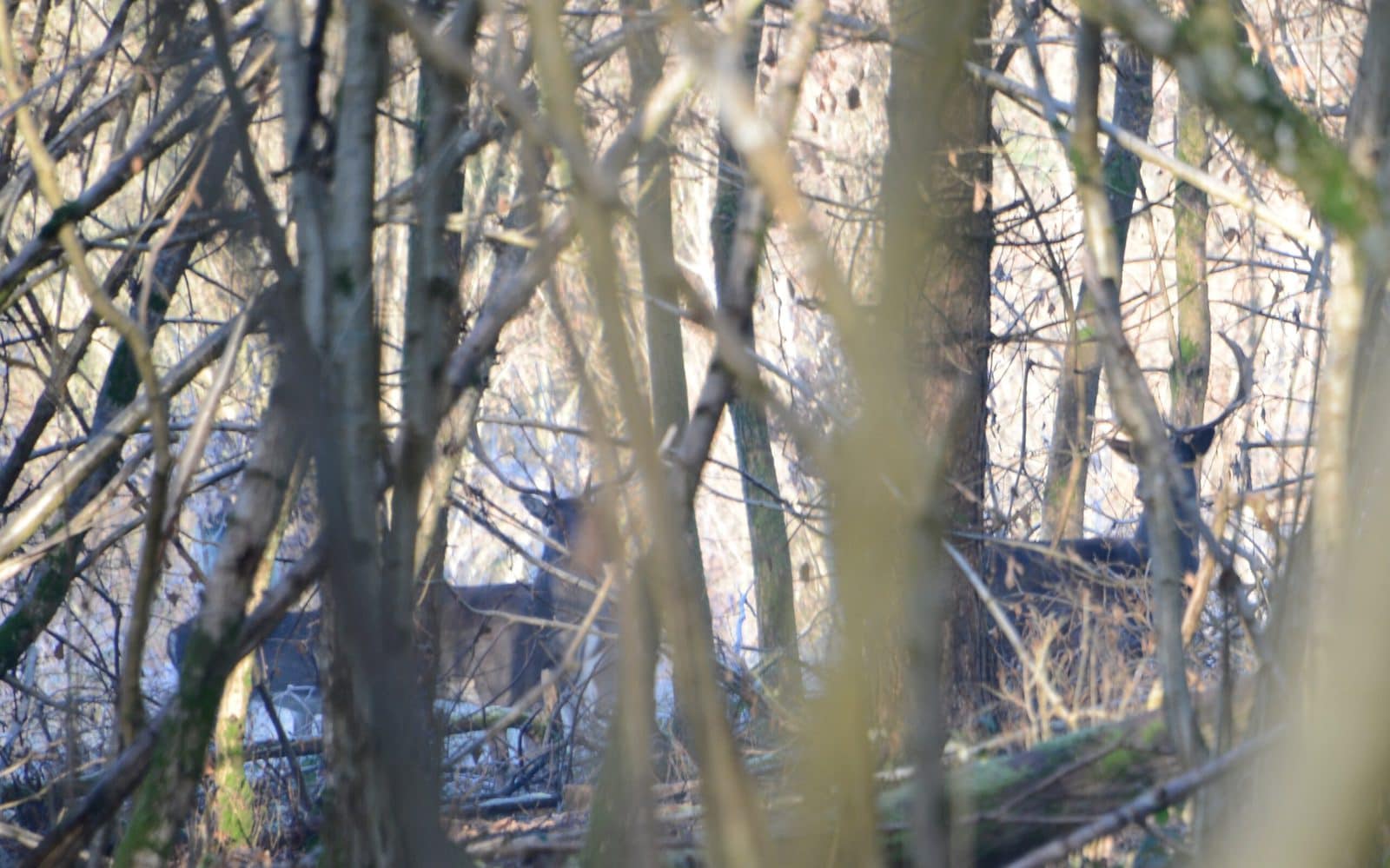 Wildlife & Tracking Courses | Woodcraft School