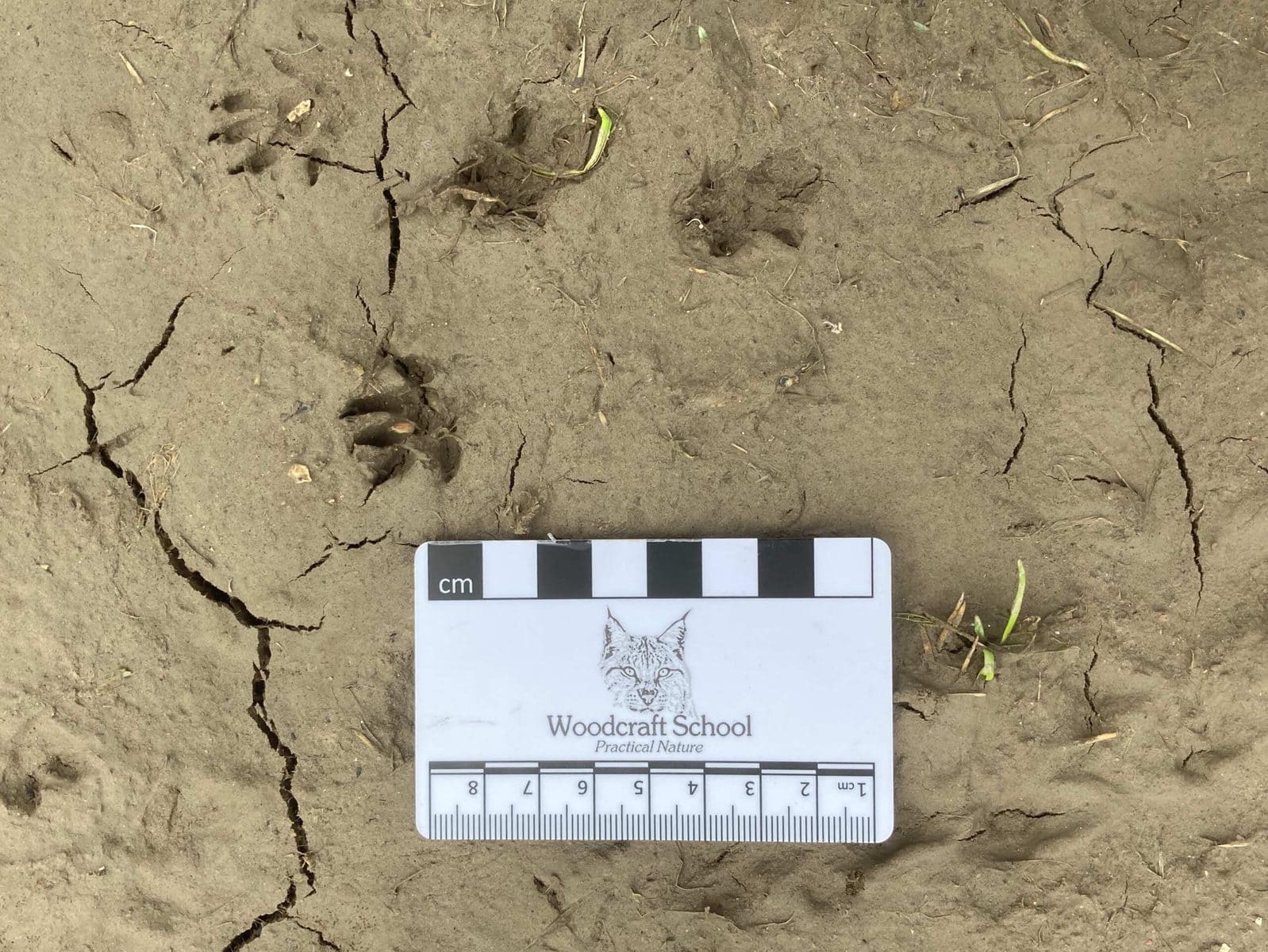 Wildlife & Tracking Courses | Woodcraft School